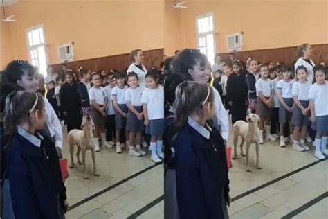 Folha Do Estado Vira Lata Caramelo Rouba A Cena Ao Cantar Hino Nacional