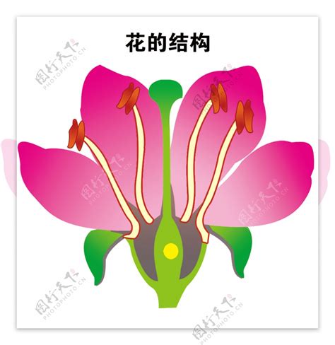 花的结构图片素材 编号29965038 图行天下