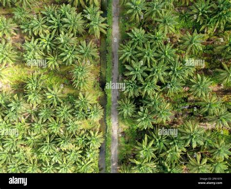 Die Palmöl Estates Bei Sarawak Der Borneo Insel Malaysia