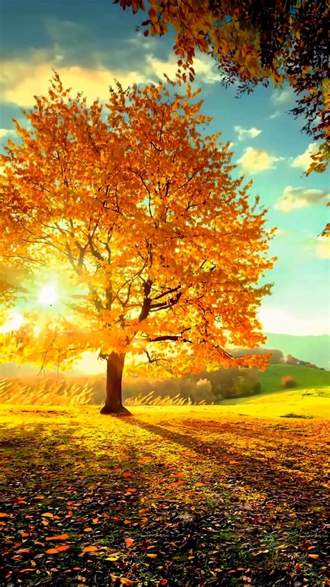 Leaves Tree Fall Free Stock Video Pixabay