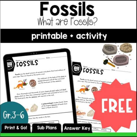 free fossils worksheet fossils printable activity by everbright education