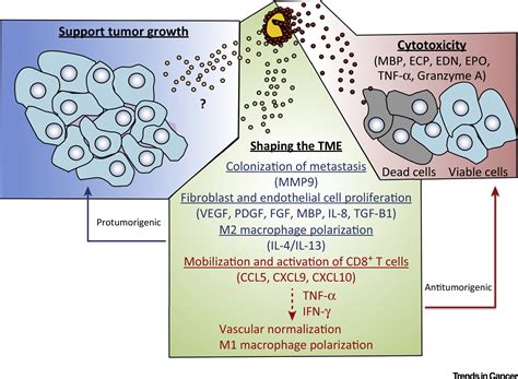 Emerging Roles For Eosinophils In The Tumor Microenvironment Trends In