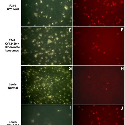 Representative Fluorescent Photomicrographs Of Retinal Wholemounts