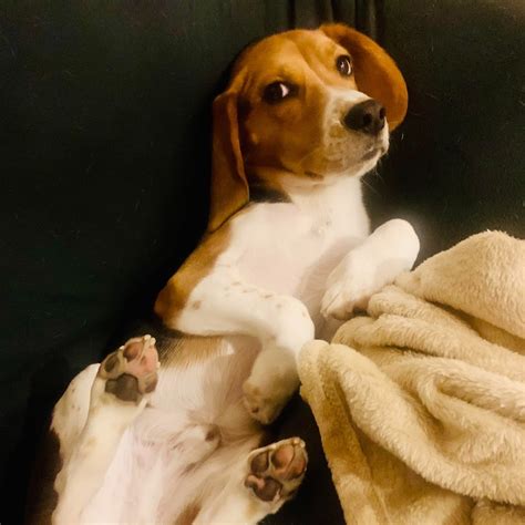 らだぐらし癒しの愛犬 らだん との日常 YouTube