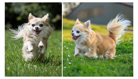 Long Haired Chihuahua Vs Short At Benjamin Heinig Blog