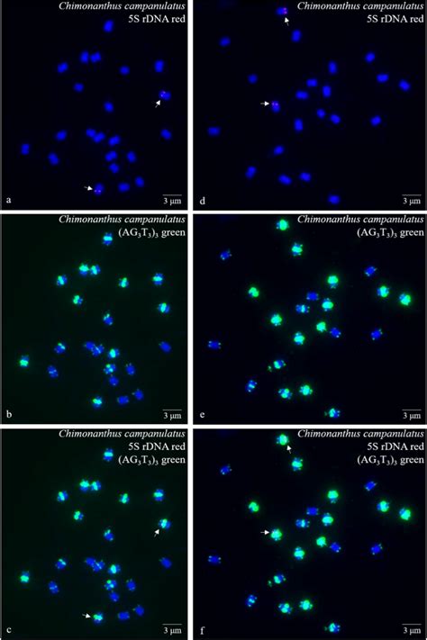 Mitotic Metaphase Development Stage Chromosomes Of Chimonanthus Download Scientific Diagram