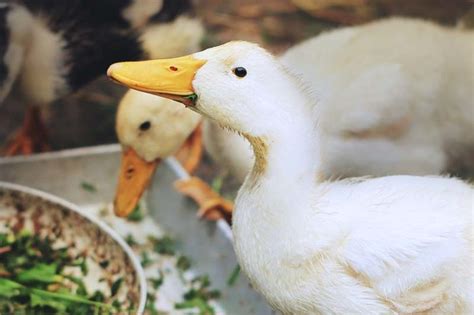 Pekin Duck Americas Most Popular Dual Purpose Breed