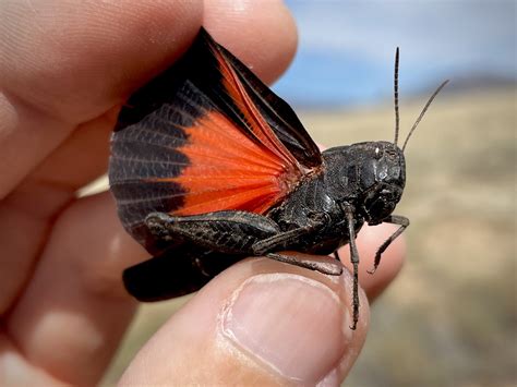 Arphia Pseudonietana Red Winged Grasshopper R Speciesoftheday