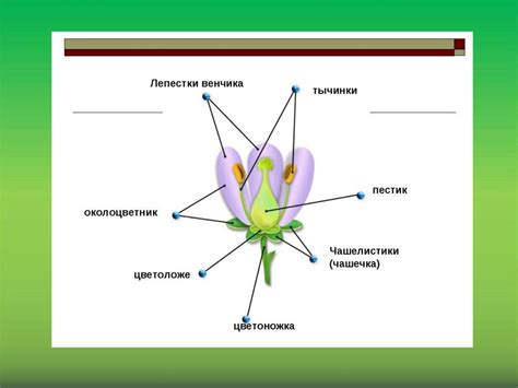 Морфология генеративных органов Цветок Соцветие Лекция 6