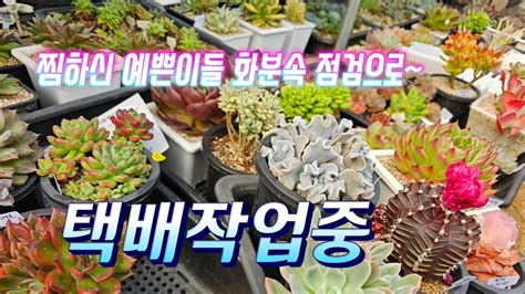 라이브 2471 찜하신 예쁜 육이들 화분속 실시간 점검후 택배 추울발~해볼까요 Youtube