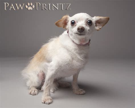 Ospca Photoshoot Album On Imgur