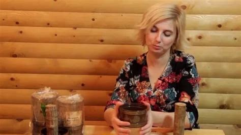 Дерево Счастья Tree Of Happiness Как правильно выращивать и ухаживать