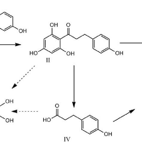 Metabolic Pathway Of Caffeic Acid Notes I Caffeic Acid Ii Download Scientific Diagram