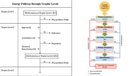 Ecology Biology Notes Online