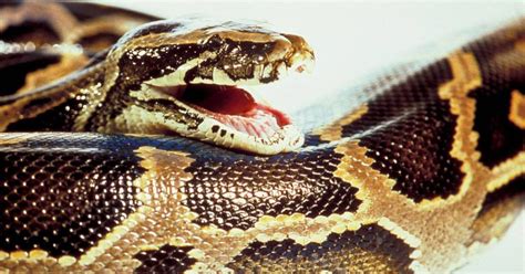 Emanuel Goette Alias Crespo Excepciones En Python