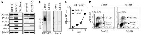Expression Of Dc Hil By B16f10 Melanoma And Characterization Of Dc Hil