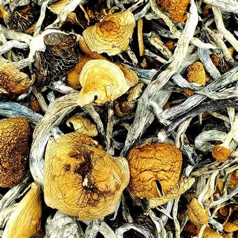 Tosohatchee Magic Mushrooms Psychedelics Dispensary