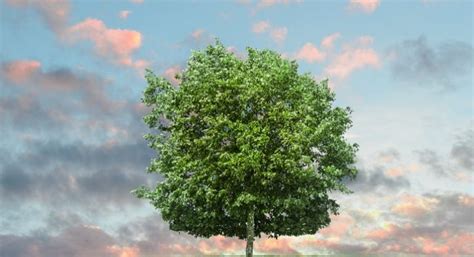 github akthammomani decision tree based binary classifiers to help