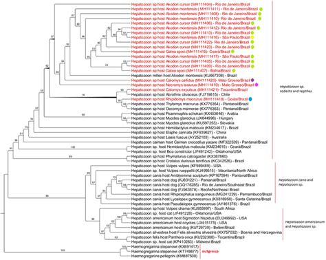 Phylogenetic Tree Based On An Alignment Of 600 Bp Fragment Uvjari Et