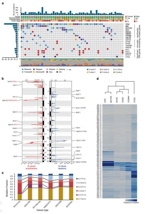 中山大学牵头首次构建了食管小细胞癌基因图谱，揭示了发病机制，提供了精准治疗策略