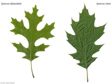 Quercus Rubra Northern Red Oak Minnesota Wildflowers