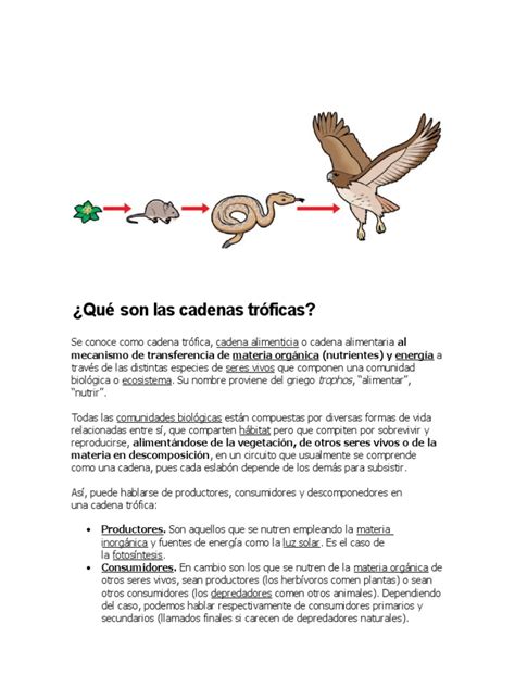 Cadenas Tróficas Conceptos Y Ejemplos Pdf Contaminación La