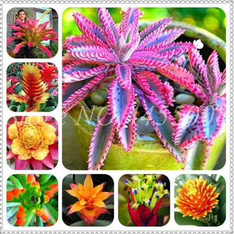 Rare Purple Bromeliad Tillandsia Bulbosa Air Plant Very Easy Growing
