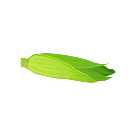 Premium Vector Ripe Corn Cob With Leaves Fresh Organic Vegetable