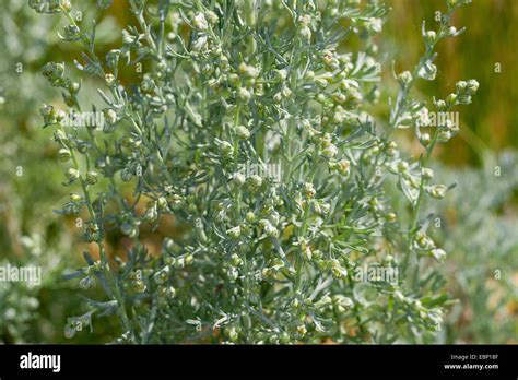 Sea Wormwood Sea Wormwood Old Woman Artemisia Maritima Seriphidium