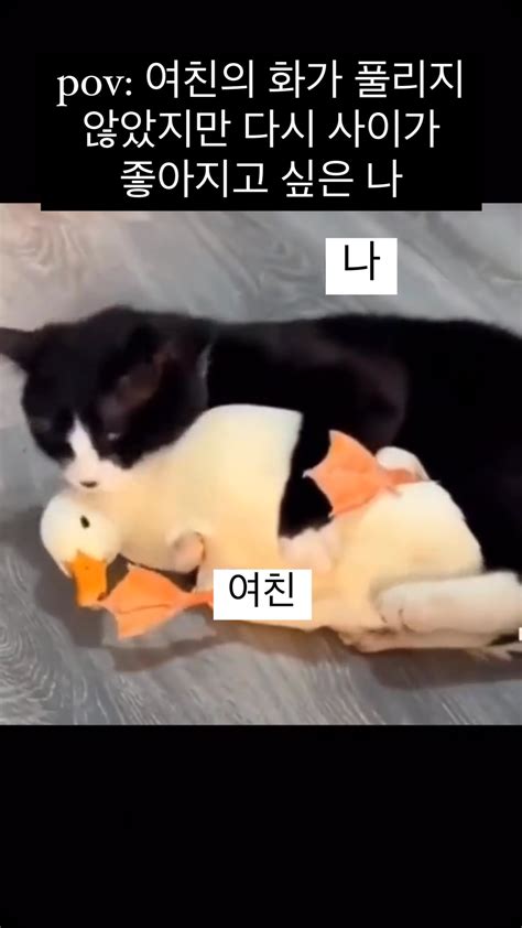 키큐ㅣ고양이밈🐈 한번만~ Instagram