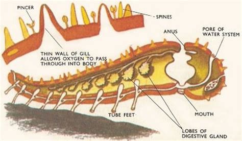 Echinodermata Respiratory System