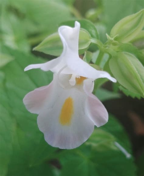 トレニアの花 おっさんの毎日が日曜