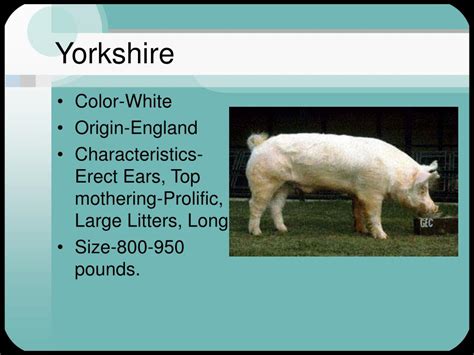 Ppt Swine Breeds Powerpoint Presentation Free Download Id233390