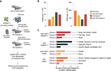 Dysregulated Innate Immune Signaling Cooperates With RUNX1 Mutations To Transform An MDS Like
