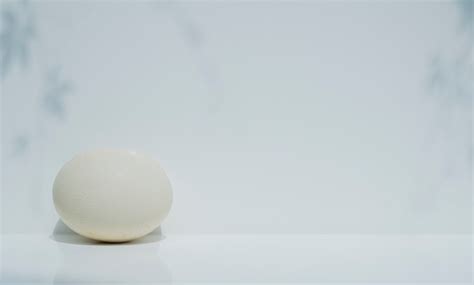 밝은 그림자가있는 흰색 배경에 큰 유백색 타조 달걀 빈 공간 추상 이미지가 흰색에 흰색으로 타원형 달걀이있는 배경에 대해