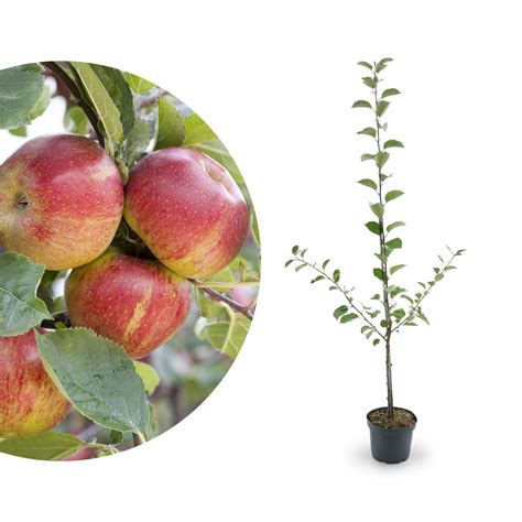 Bio Apfelbaum Boskoop Winterapfel Kaufen Plantura Shop