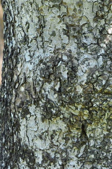 Pterocarpus Angolensis Tree Sa