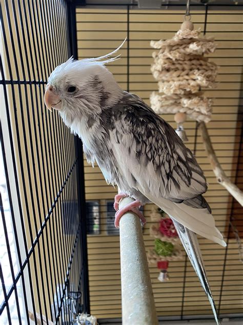Can Anyone Help Sex My Tiel Bought Being Told She Was Female At 3