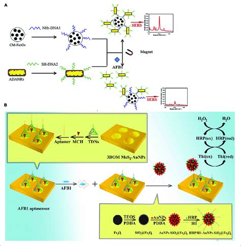 Different Aptasensors For Afb1 Determination A Schematic Download Scientific Diagram