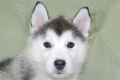シベリアンハスキーの子犬販売nohu202001303 フレンチブルドッグ子犬販売のブリーダーワンブー