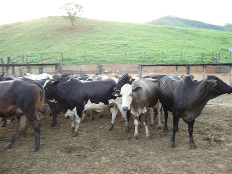 Curso de Inseminação Artificial e Estratégias de IATF em Bovinos
