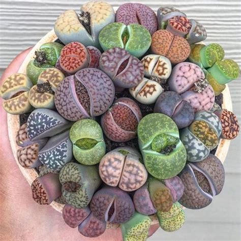 Lithops” Or Living Stone Plants A Growers Complete Guide
