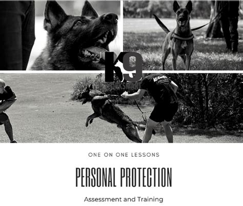 Dog Training Brisbane K9 Behaviour Aggression Live In Dog Training