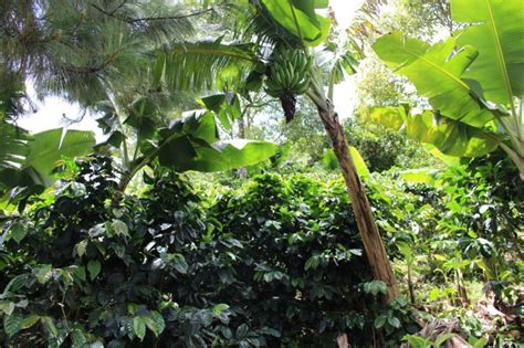Diferencias Entre Sistemas Agroforestales Tradicionales Y Modernos