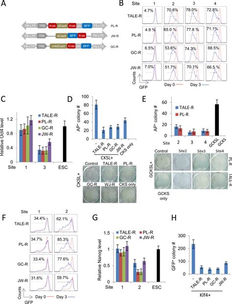 Repression Of The Oct4 And Nanog Loci By Tale Rs And Dcas9 Rsgrnas