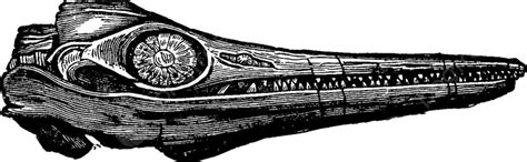 Ancient Fossil Vector Hd Images Ichthyosaur Fossil Head Anatomy