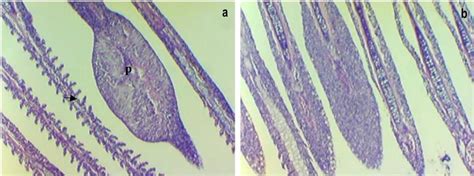 Histological Sections Of Gill Filaments Of Pseudoplatystoma Corruscans