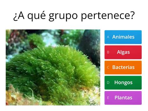 Grupos De Seres Vivos Cuestionario