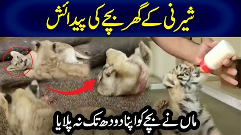 شیرنی کے گھربچے کی پیدائش،،ماں نے بچے کواپنادودھ تک نہ پلایا Youtube