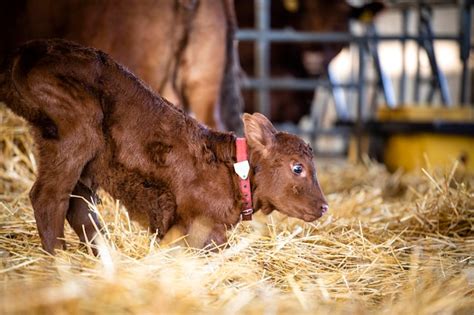 Premium Photo Close Up View Of Newborn Calf Standing Up On It39s Feet